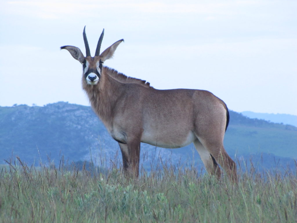 Nyika National Park - The Nyika Vwaza (UK) Trust